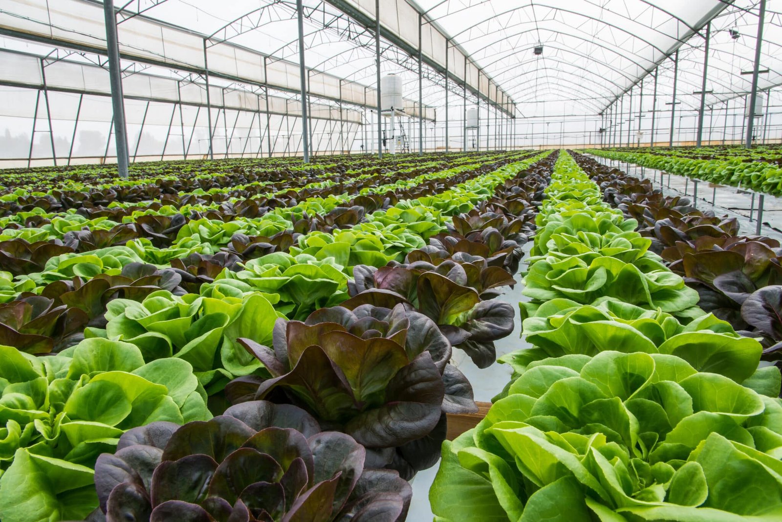 Can A Greenhouse Be Used Year-Round?: Use It All Year - BestGearReviews